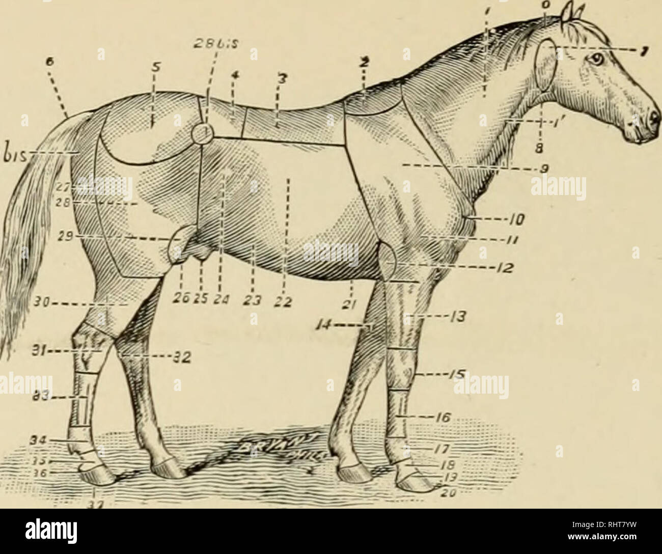 Scheide 13 1 4 -Fotos und -Bildmaterial in hoher Auflösung – Alamy