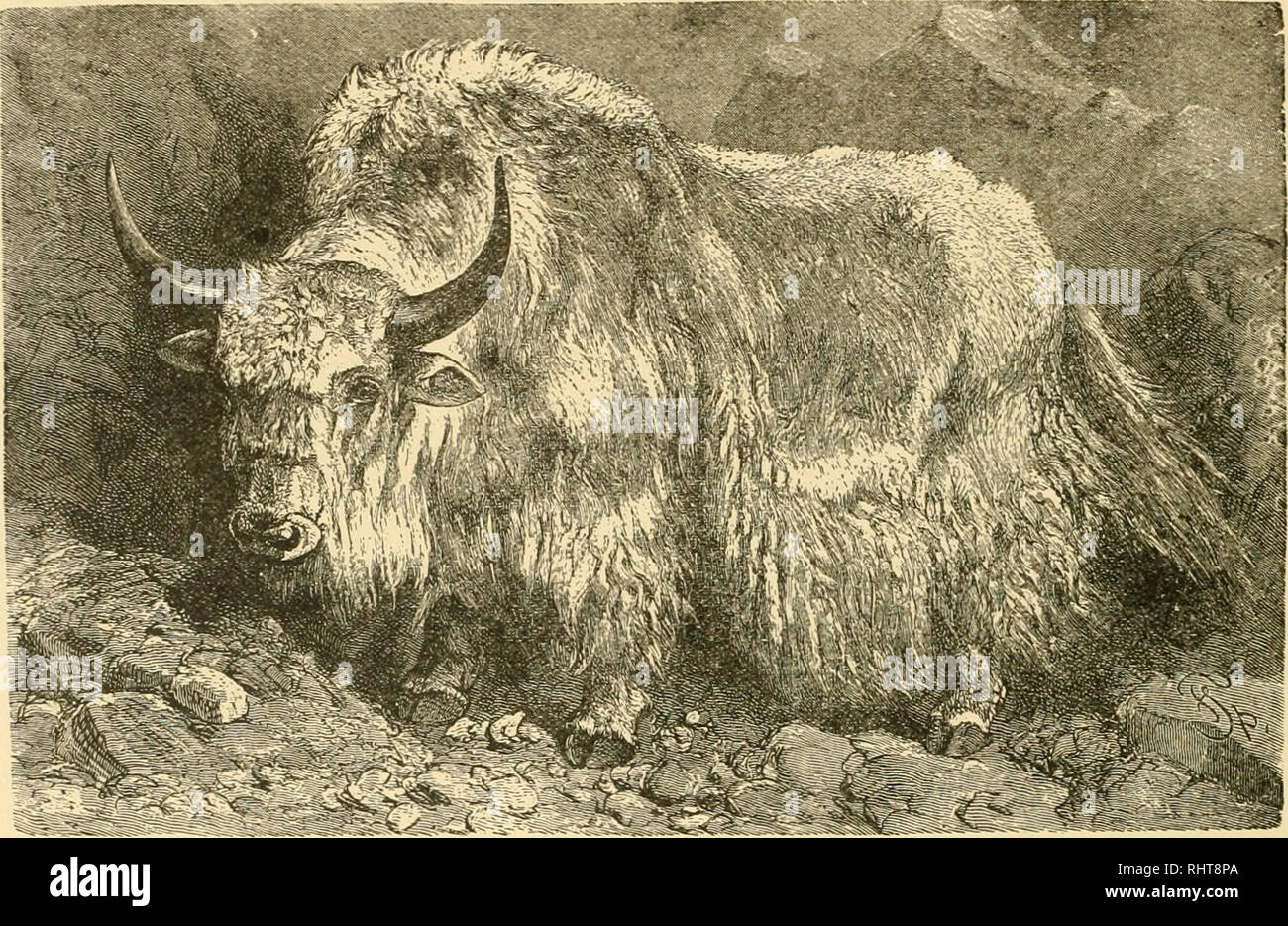 Dead yak -Fotos und -Bildmaterial in hoher Auflösung – Alamy