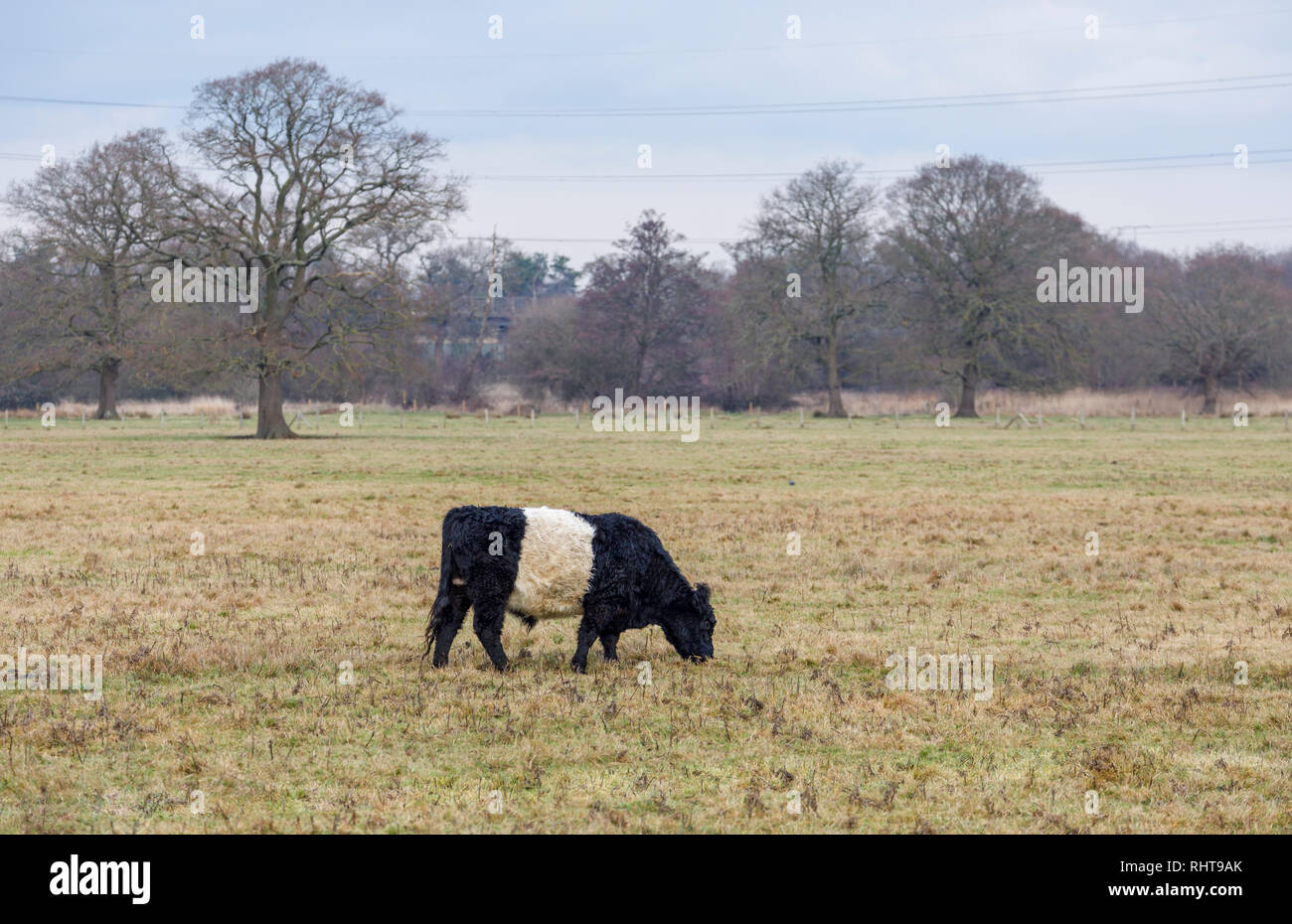 Belted Galloway Kuh mit typischen lange Behaarung und breiten weißen ...