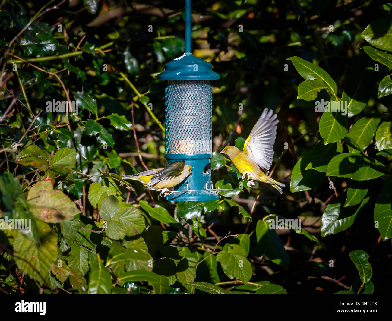 Zwei europäische Grünfinken (Carduelis chloris), einer im Flug mit ...