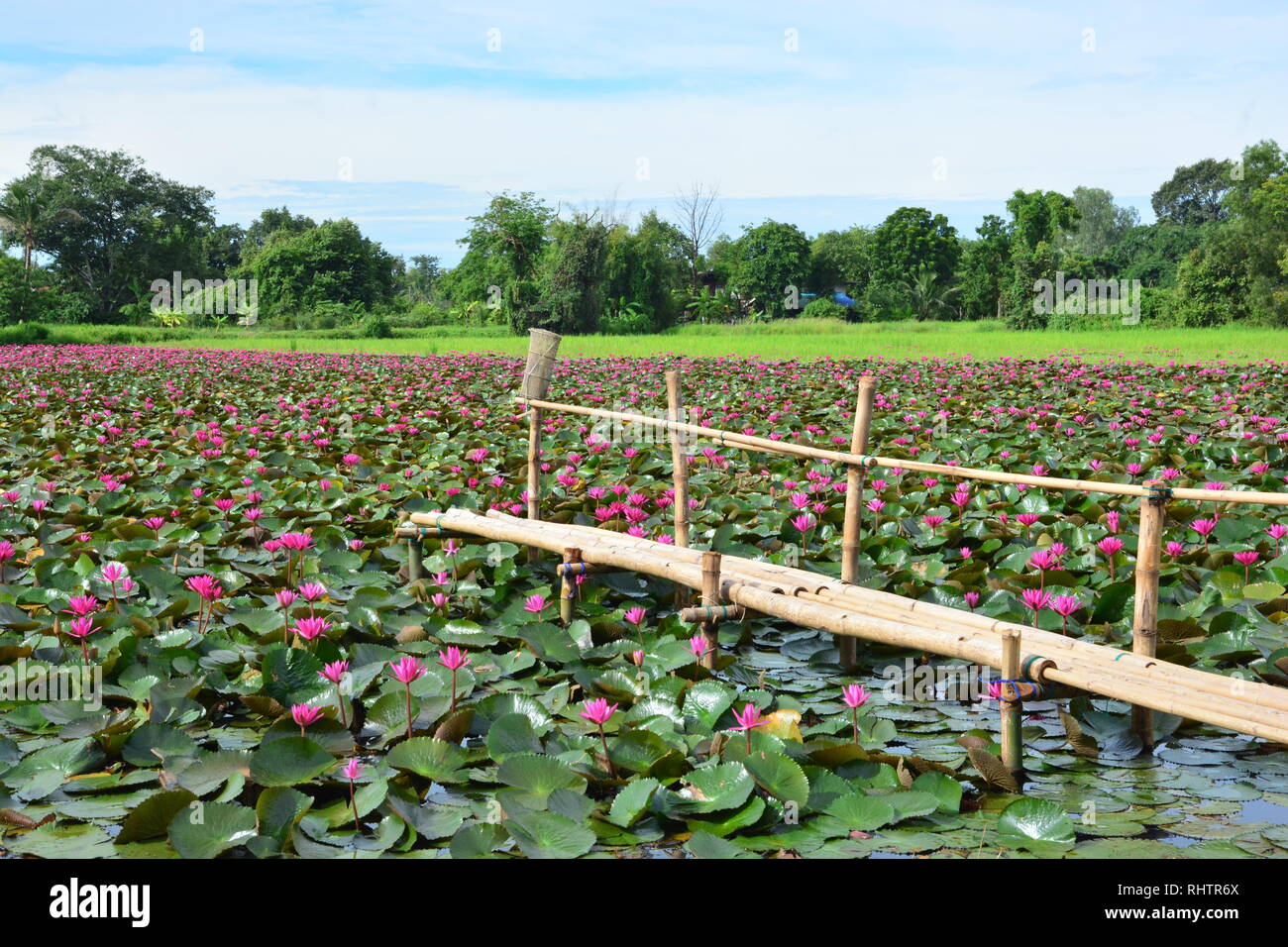 Diese spektakuläre Ort ist die Heimat von Millionen von Lotus Blumen ...