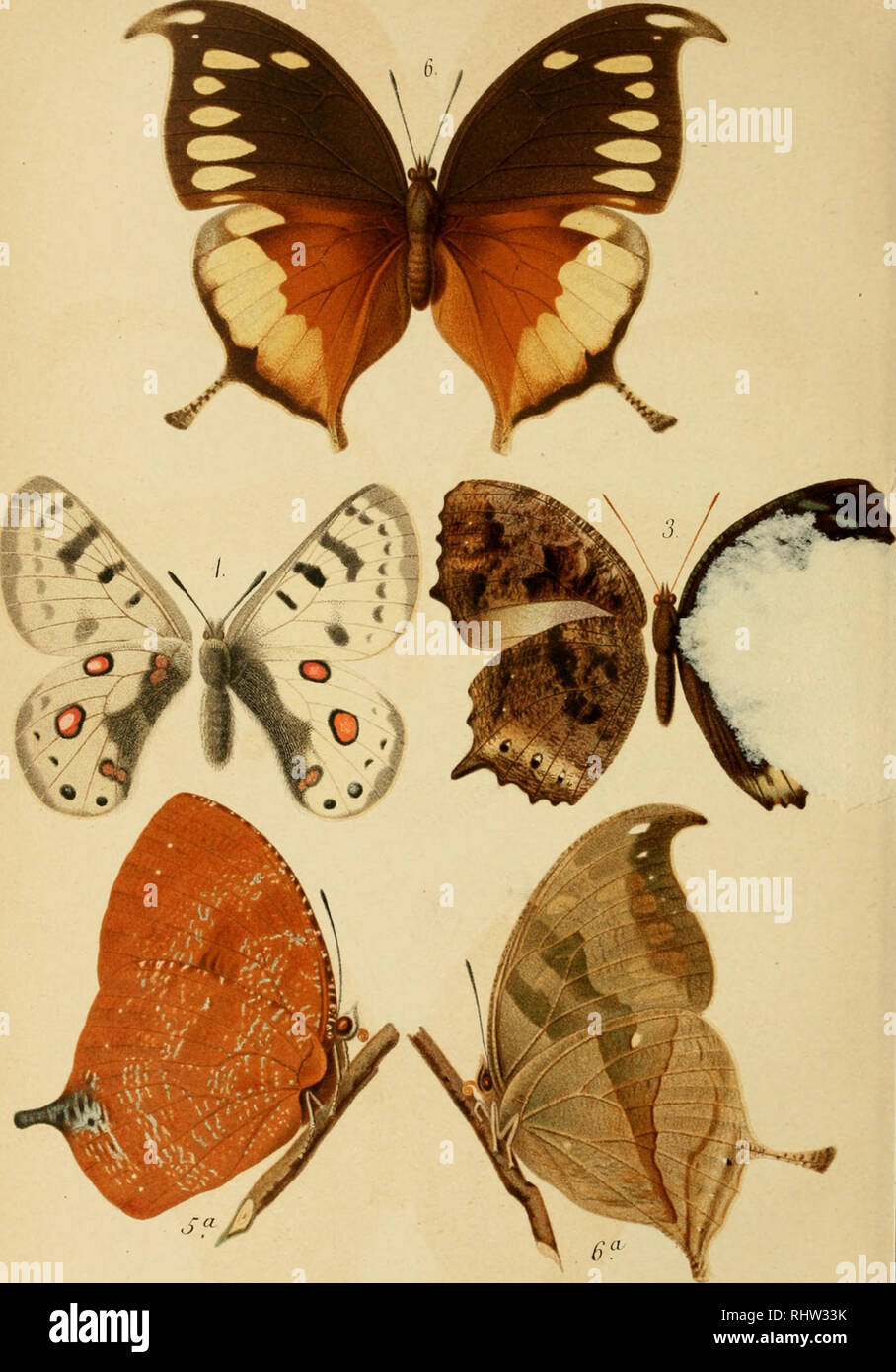 Parnassius delphius -Fotos und -Bildmaterial in hoher Auflösung – Alamy