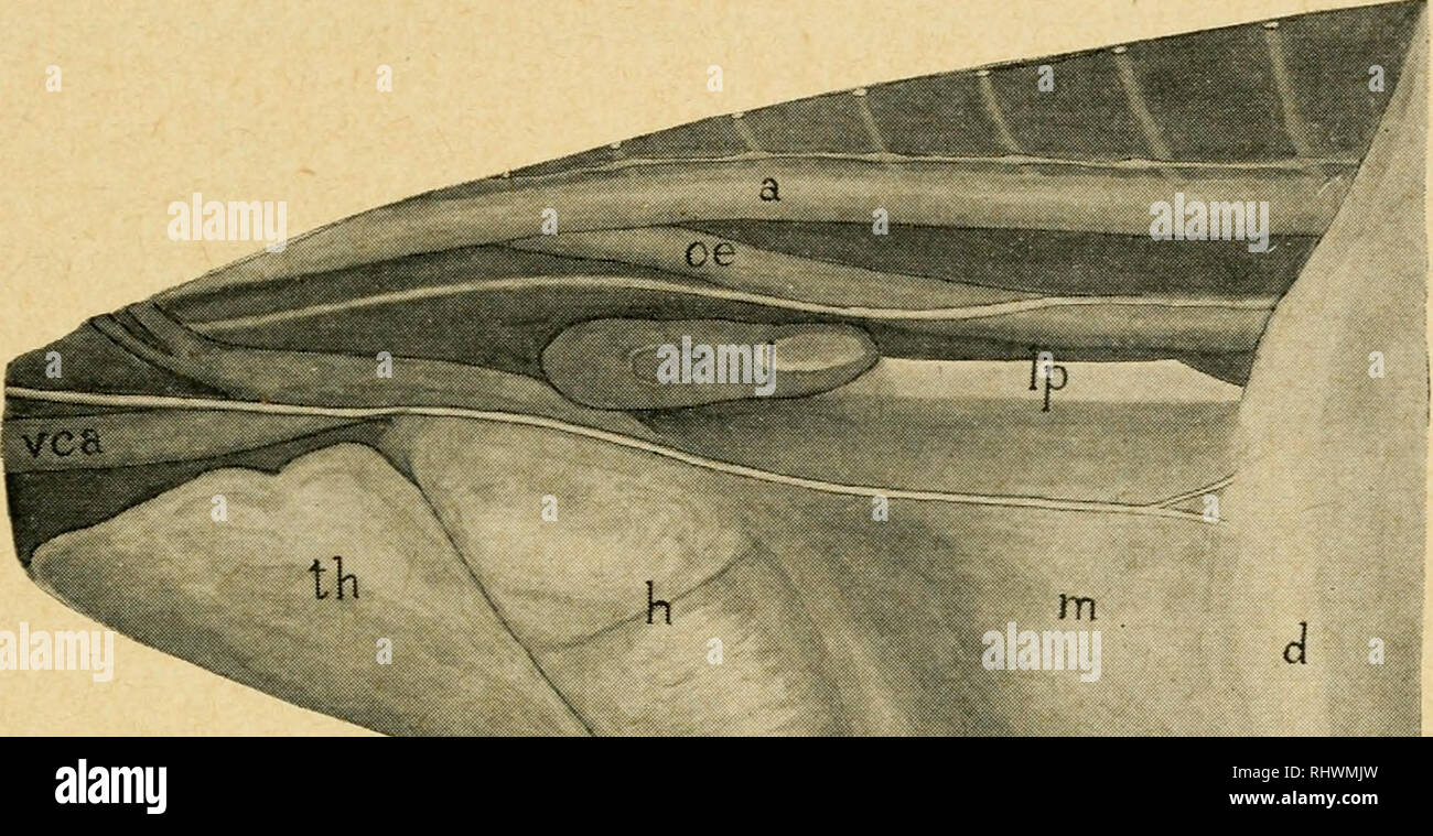 Kaninchen anatomie lunge -Fotos und -Bildmaterial in hoher Auflösung ...