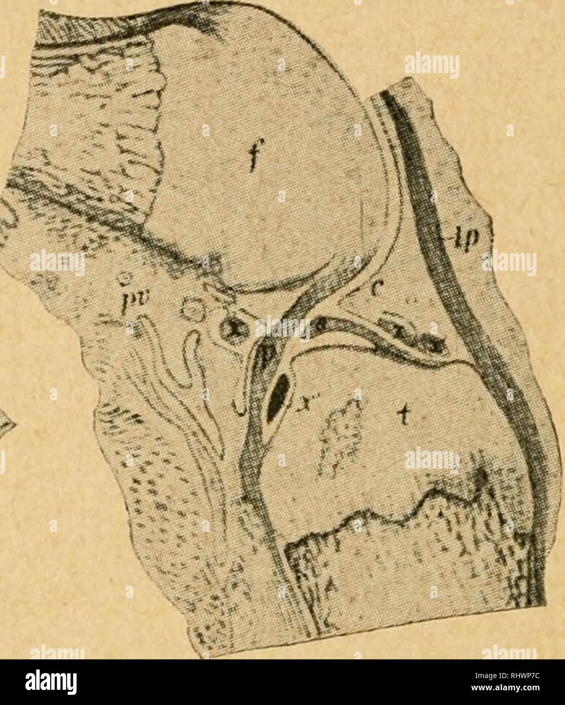 . Der bensley praktische Anatomie der Kaninchen: Eine elementare Labor ...