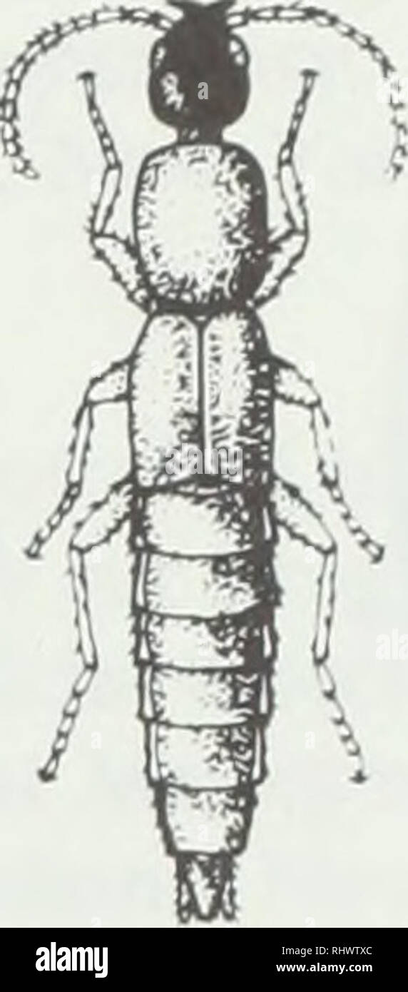 . Nützliche Insekten und Milben. Milben; Schädlinge; Insekten ...