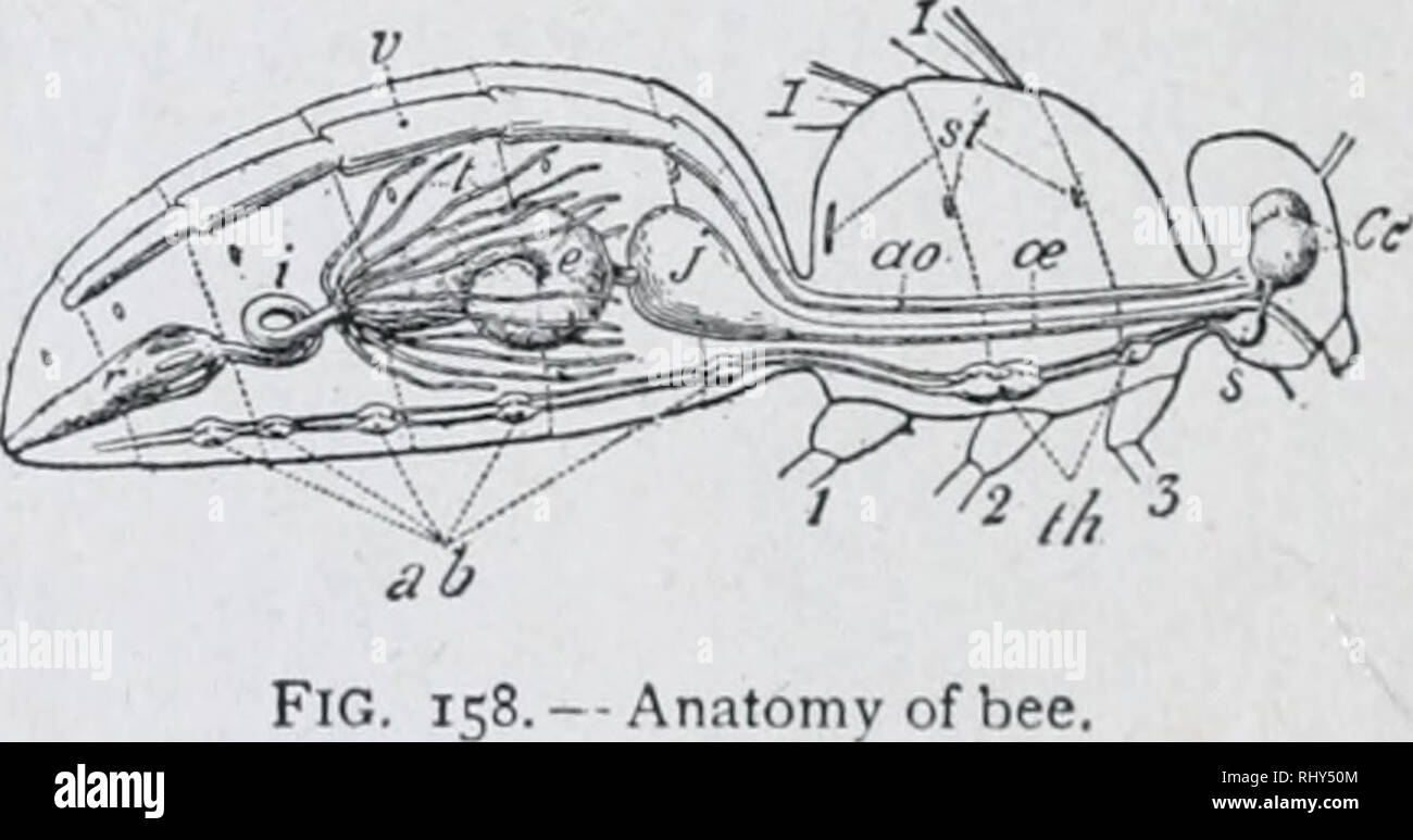 Zeigt bienenanatomie -Fotos und -Bildmaterial in hoher Auflösung – Alamy