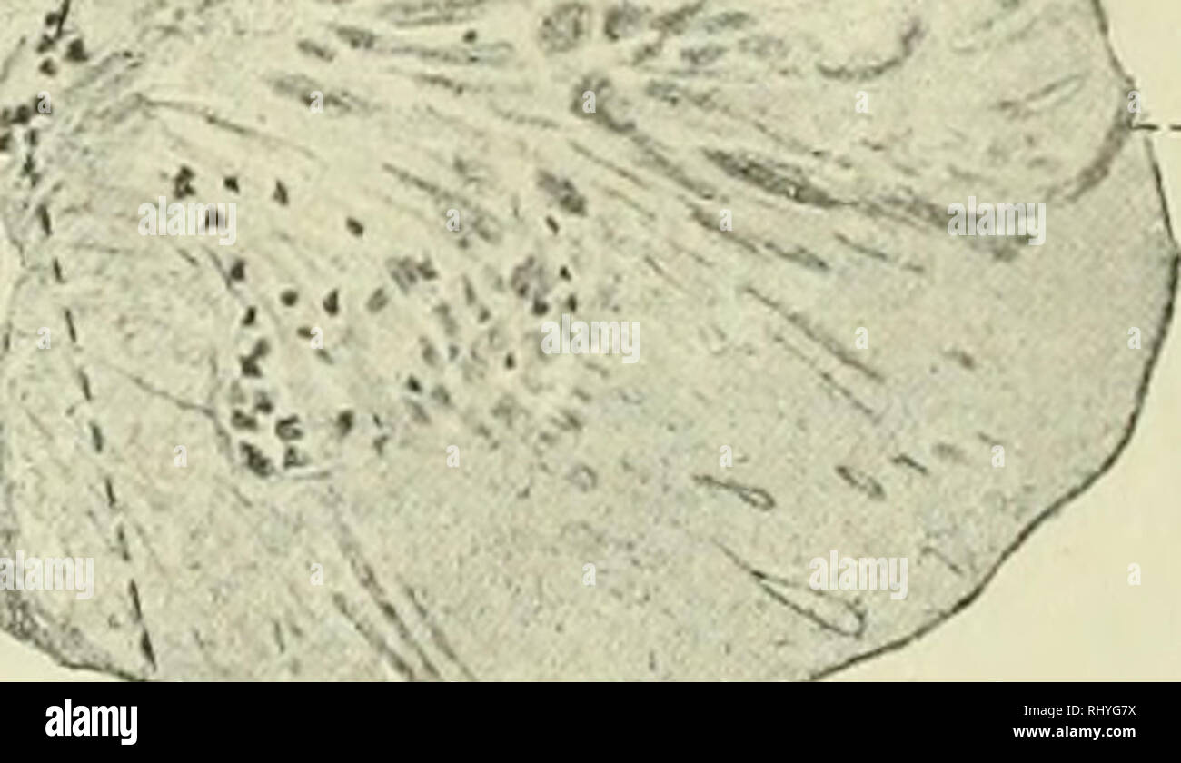 . Beitrag zur vergleichenden Anatomie der Wirbeltiere der Medulla ...