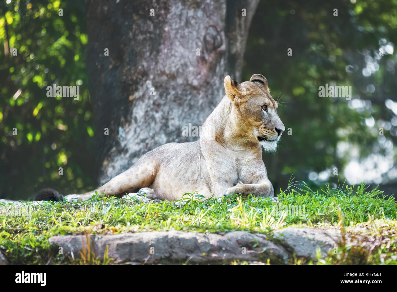 Tierarten im wald -Fotos und -Bildmaterial in hoher Auflösung – Alamy