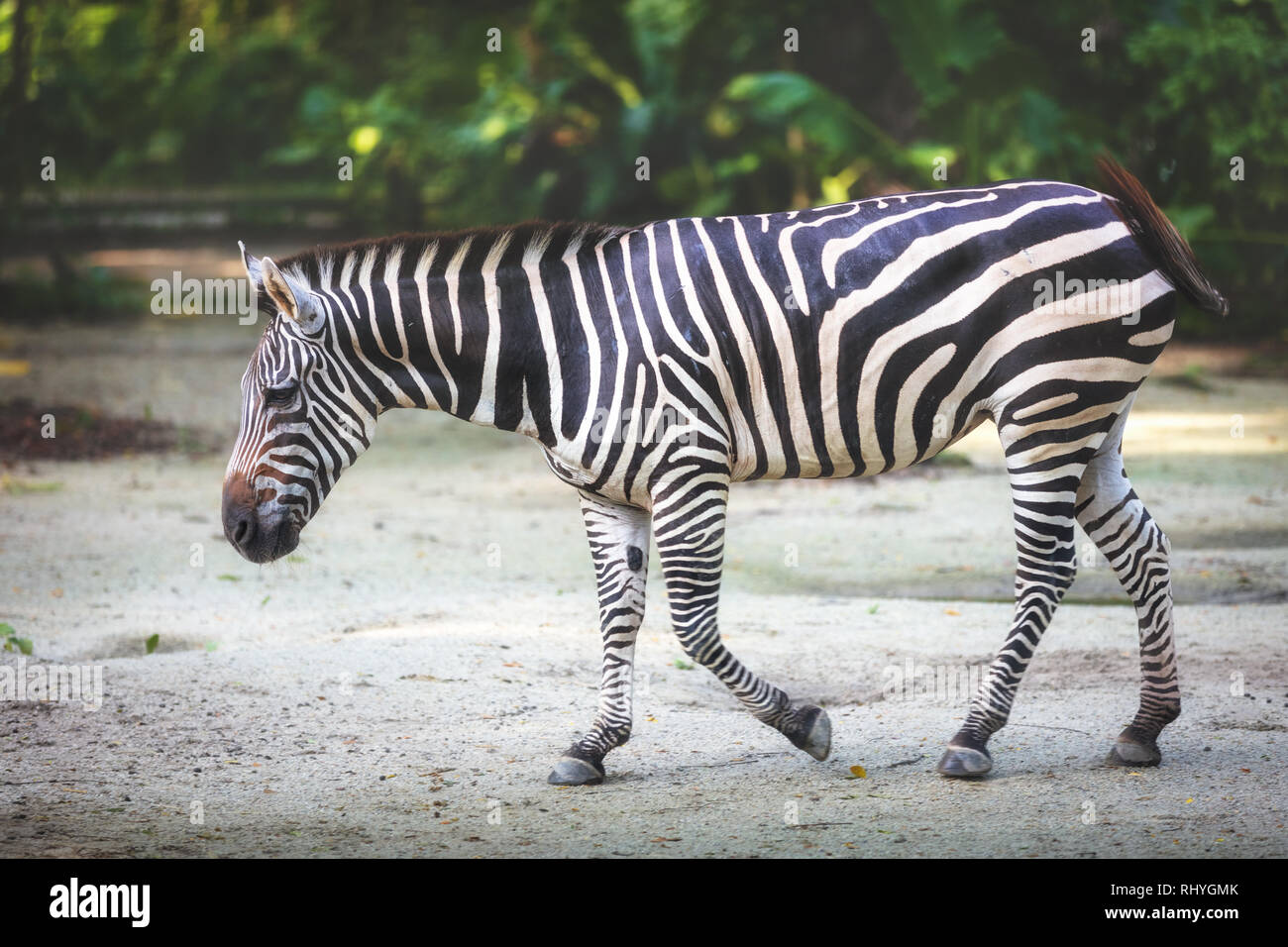 Tierfauna wildnis zoo -Fotos und -Bildmaterial in hoher Auflösung – Alamy