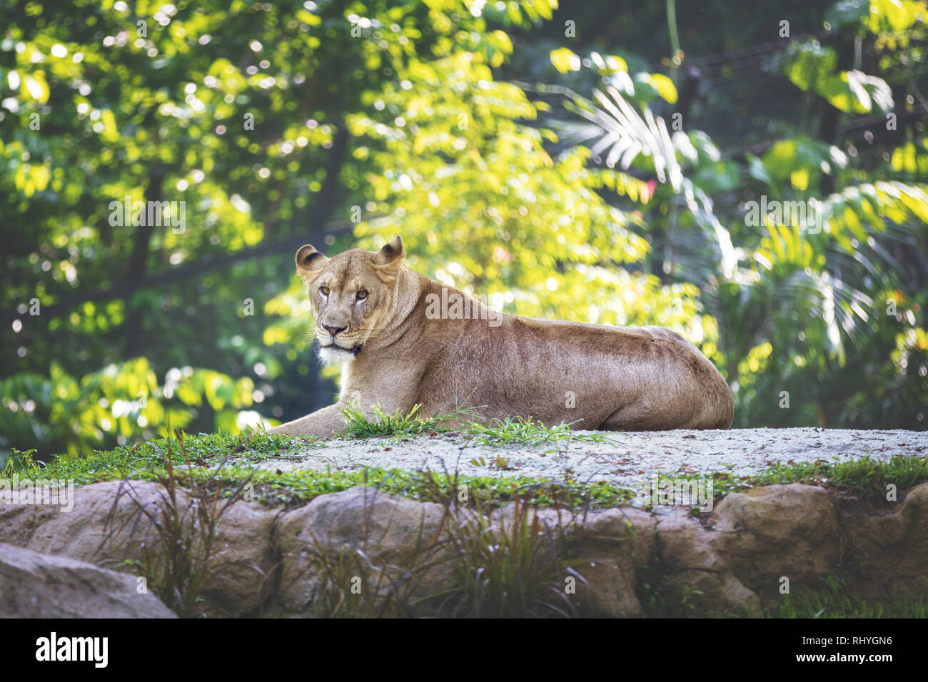 Tierarten im wald -Fotos und -Bildmaterial in hoher Auflösung – Alamy