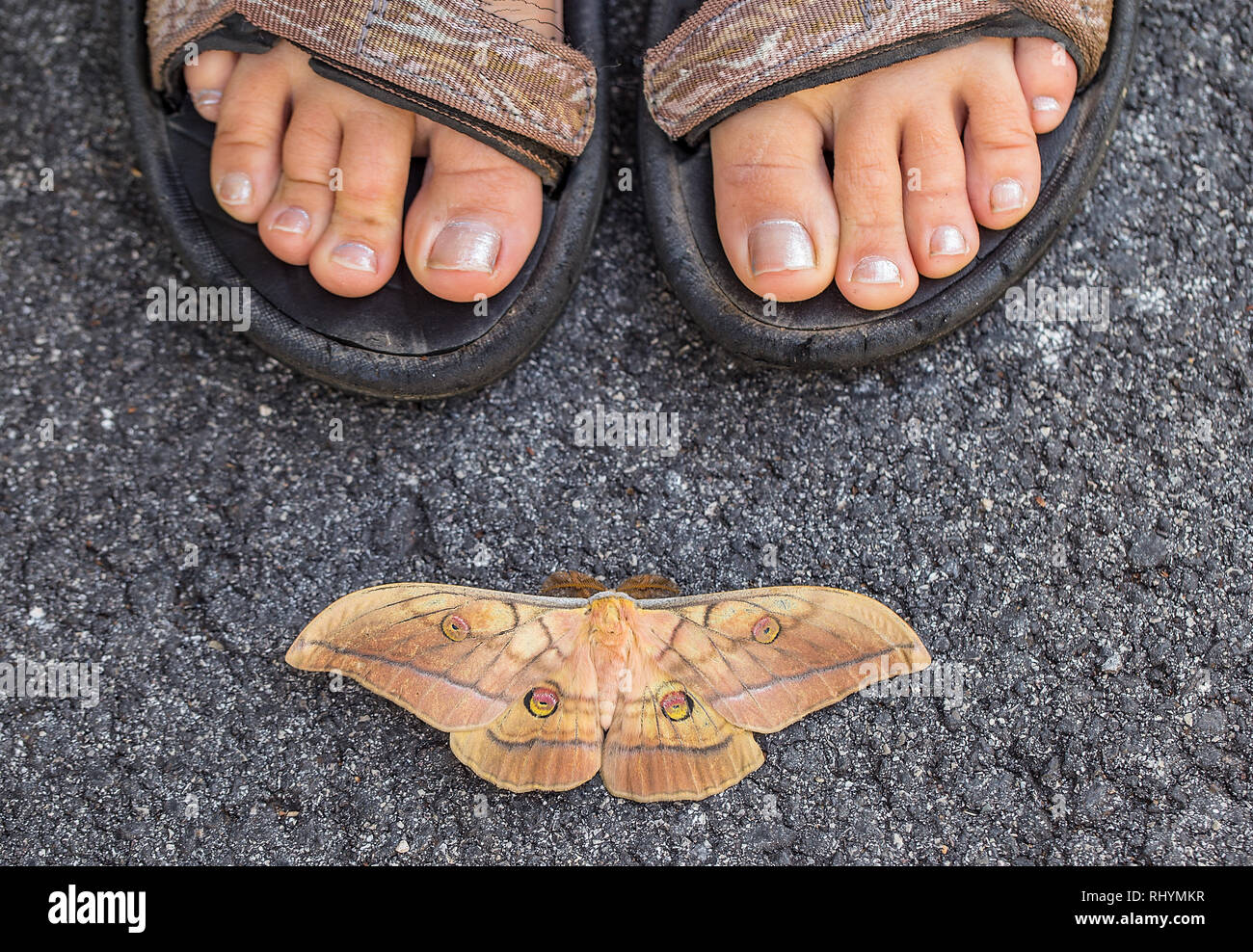 Japanese silk moth -Fotos und -Bildmaterial in hoher Auflösung – Alamy