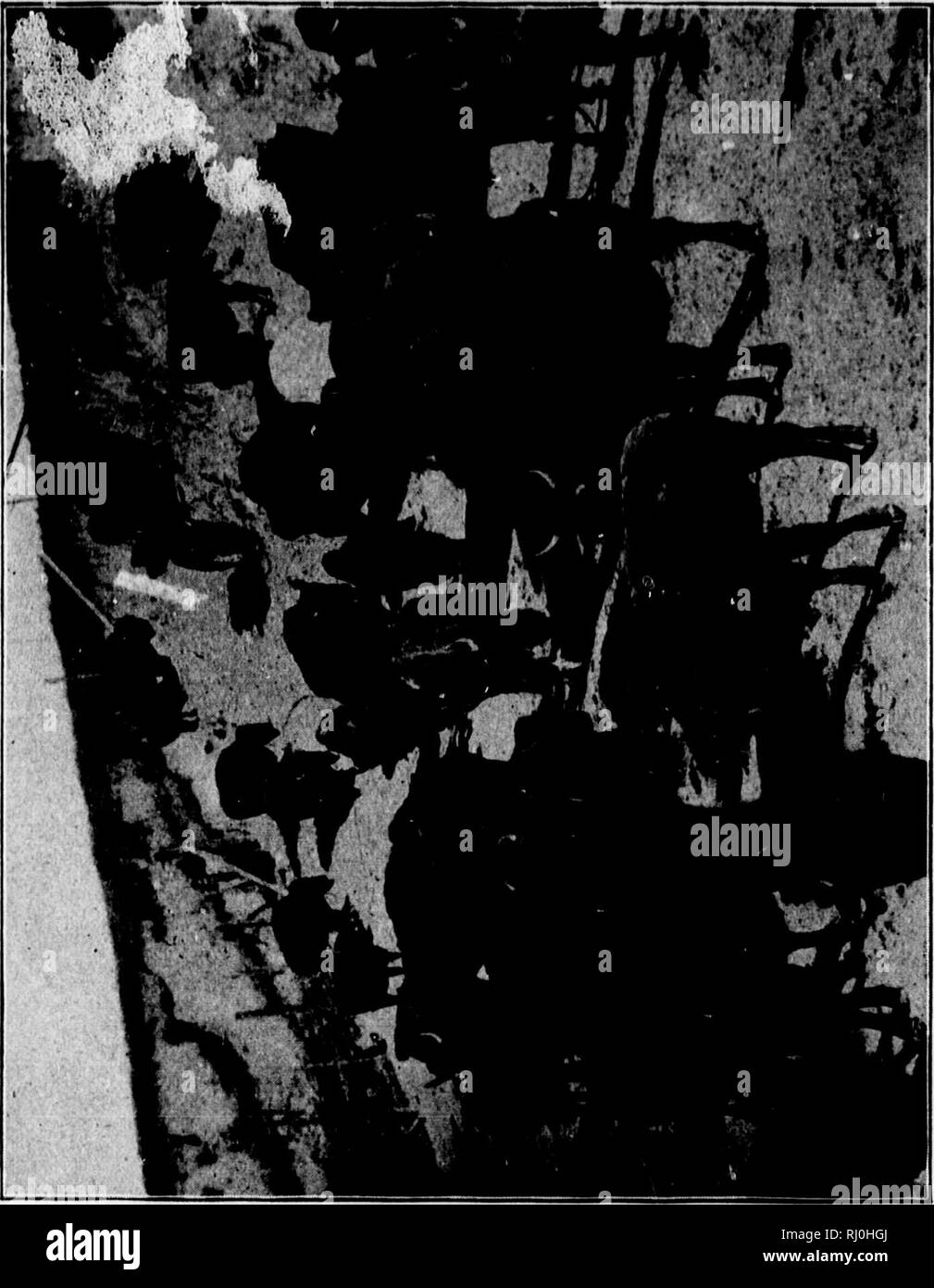 . Buffalo Jones' 40 Jahre Abenteuer [microform]: ein Volumen von Fakten ...