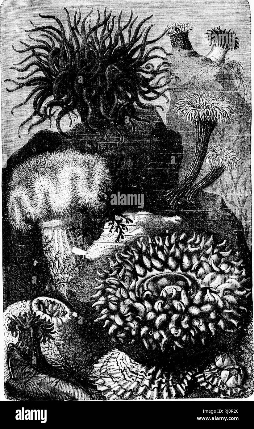 . Erde, Meer und Himmel, oder, Wunder des Universums [microform]: Eine ...