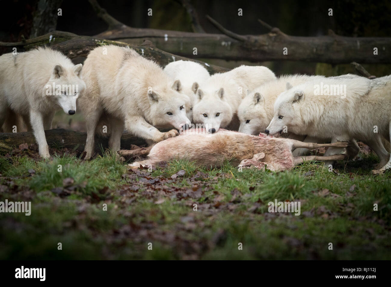 Artic wolf -Fotos und -Bildmaterial in hoher Auflösung – Alamy