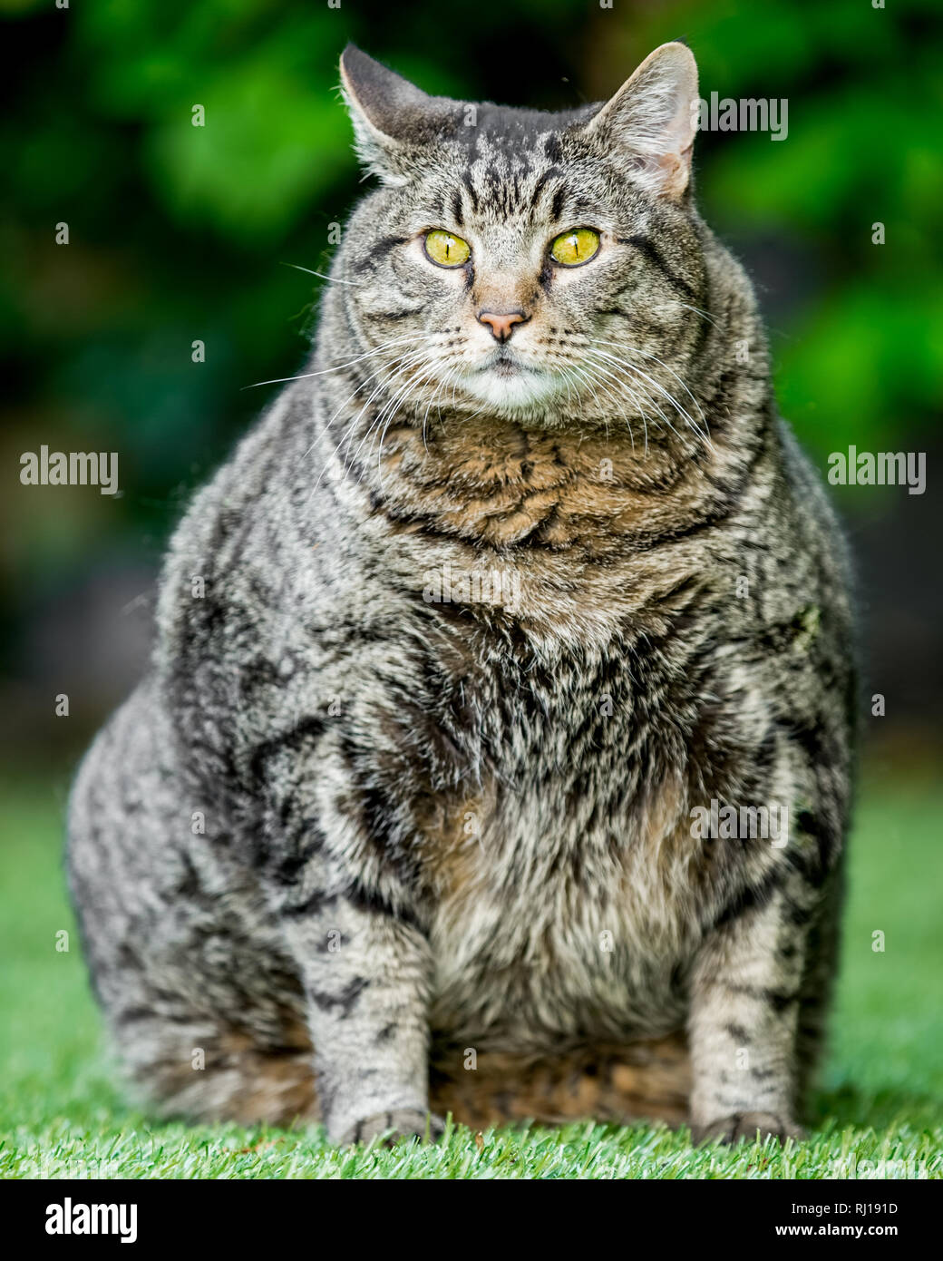 Die fette katze -Fotos und -Bildmaterial in hoher Auflösung – Alamy