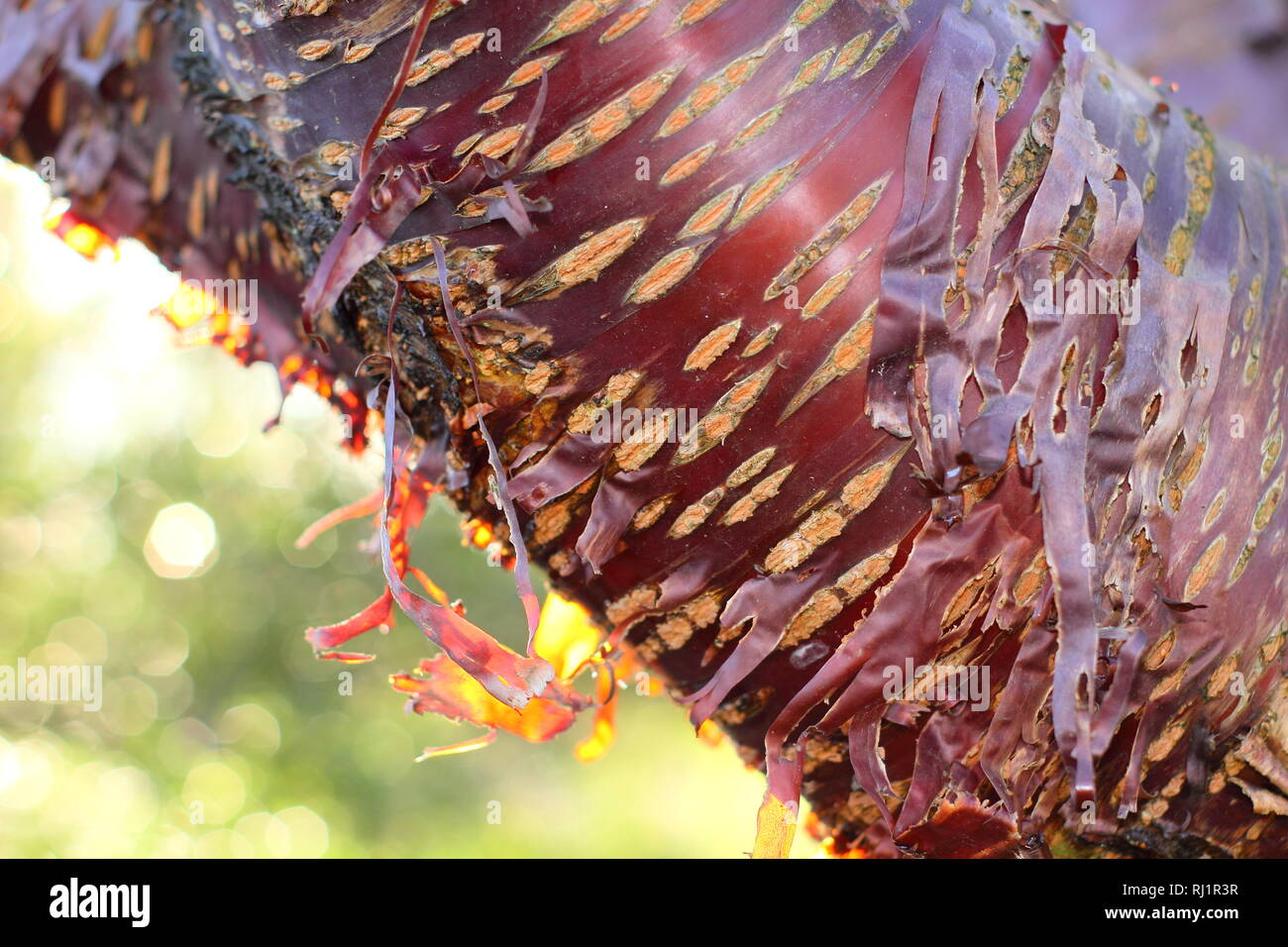 Tibetische kirschrinde -Fotos und -Bildmaterial in hoher Auflösung – Alamy