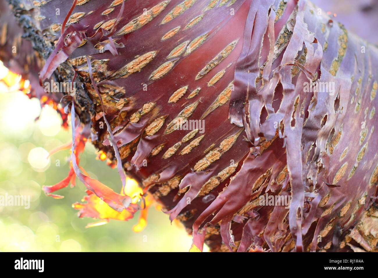 Tibetischer kirschbaum -Fotos und -Bildmaterial in hoher Auflösung – Alamy