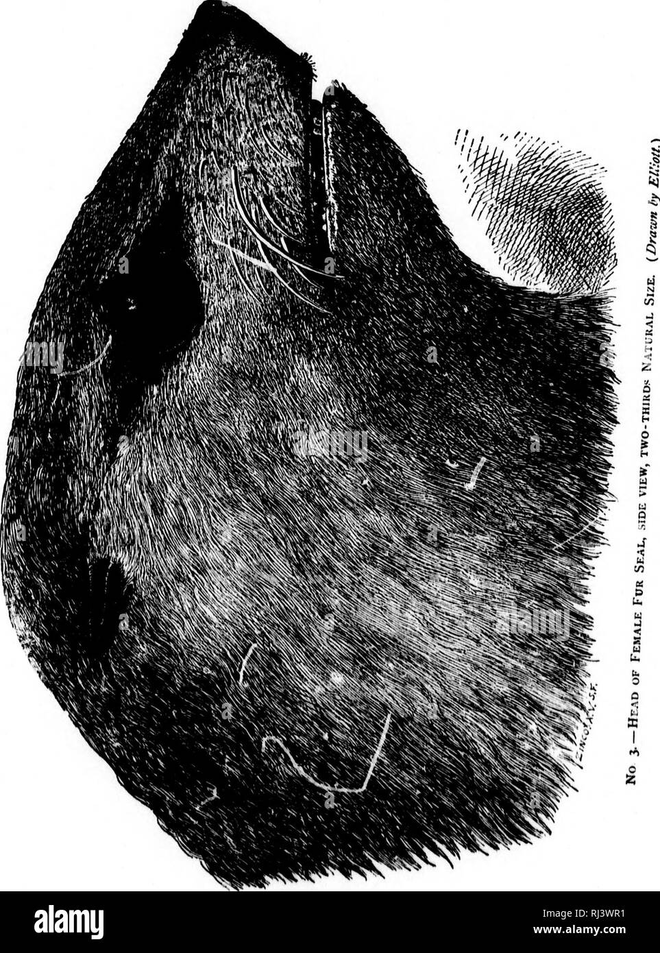Charles melville scammon -Fotos und -Bildmaterial in hoher Auflösung ...