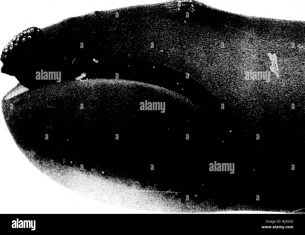 Charles melville scammon -Fotos und -Bildmaterial in hoher Auflösung ...