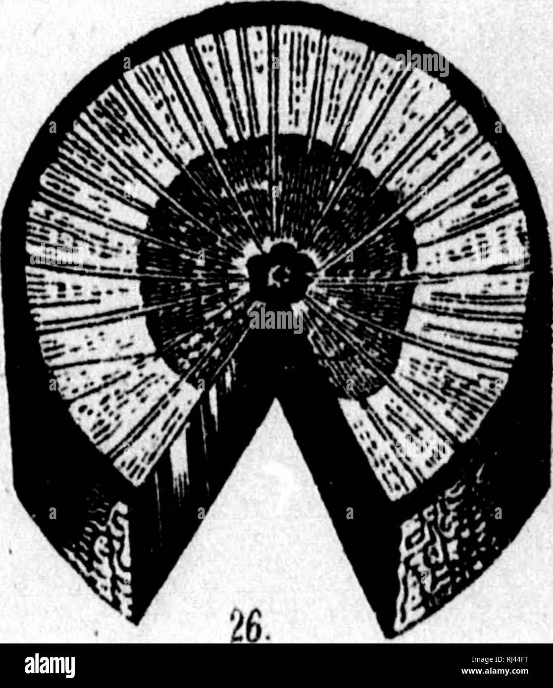 Tiger Ligneuse Stockfotos und -bilder Kaufen - Alamy