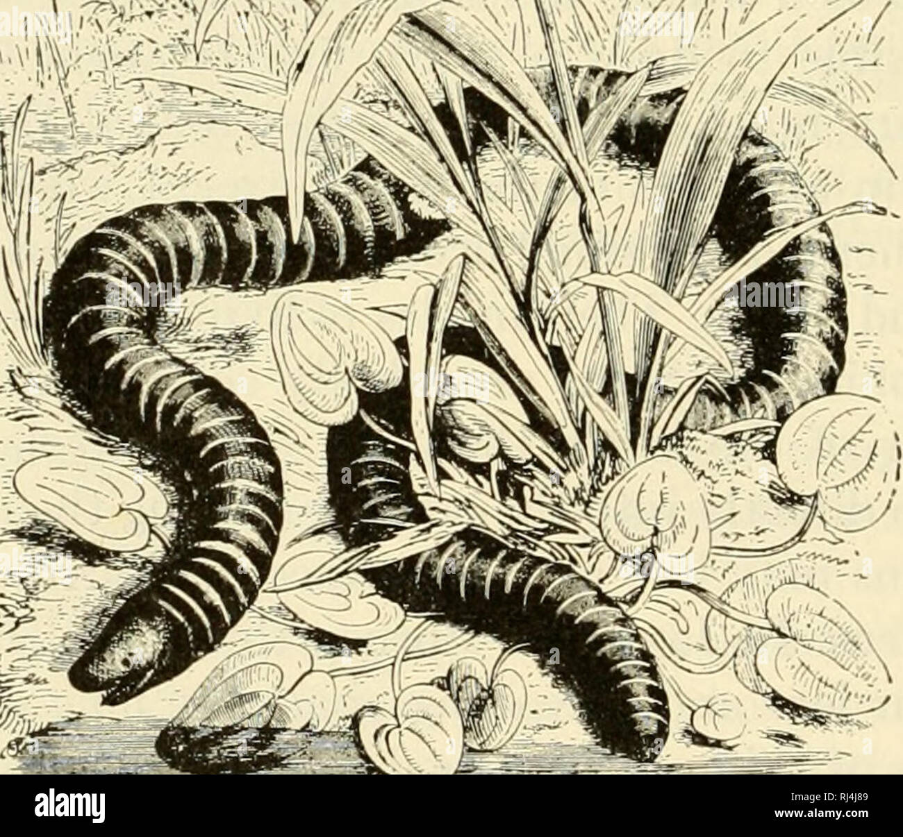 . Die chordates. Chordata. ir, 8 Vergleichende Morphologie der ...