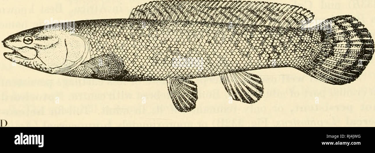 . Die chordates. Chordata. Abb. 333. Beispiele für Chondrostei ...