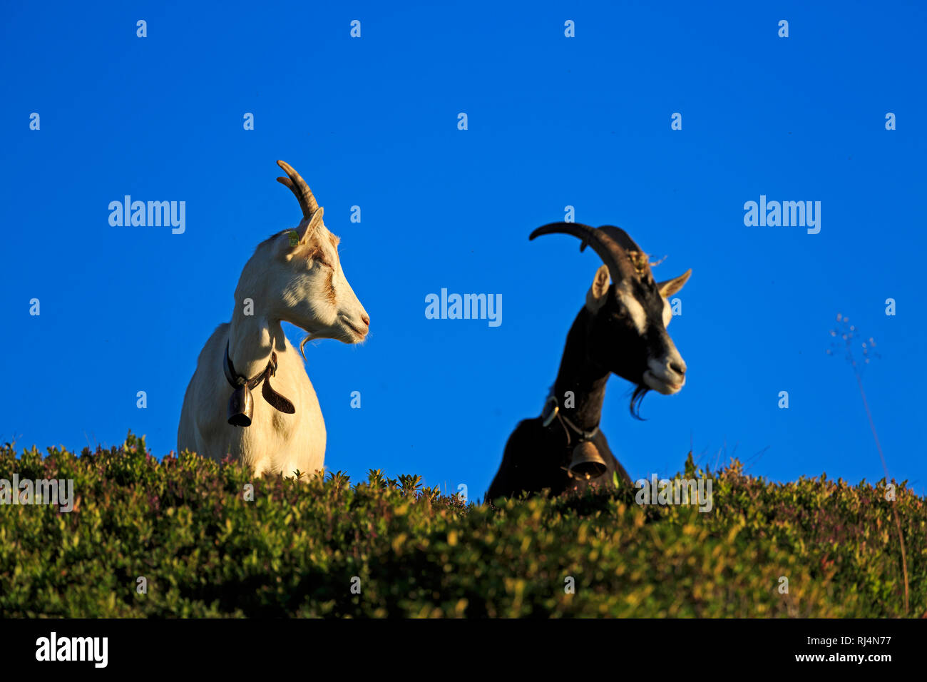 Bergziegen, Gemsfarbige Gebirgsziege, Gemmenalphorn, Beatenberg, Berner ...