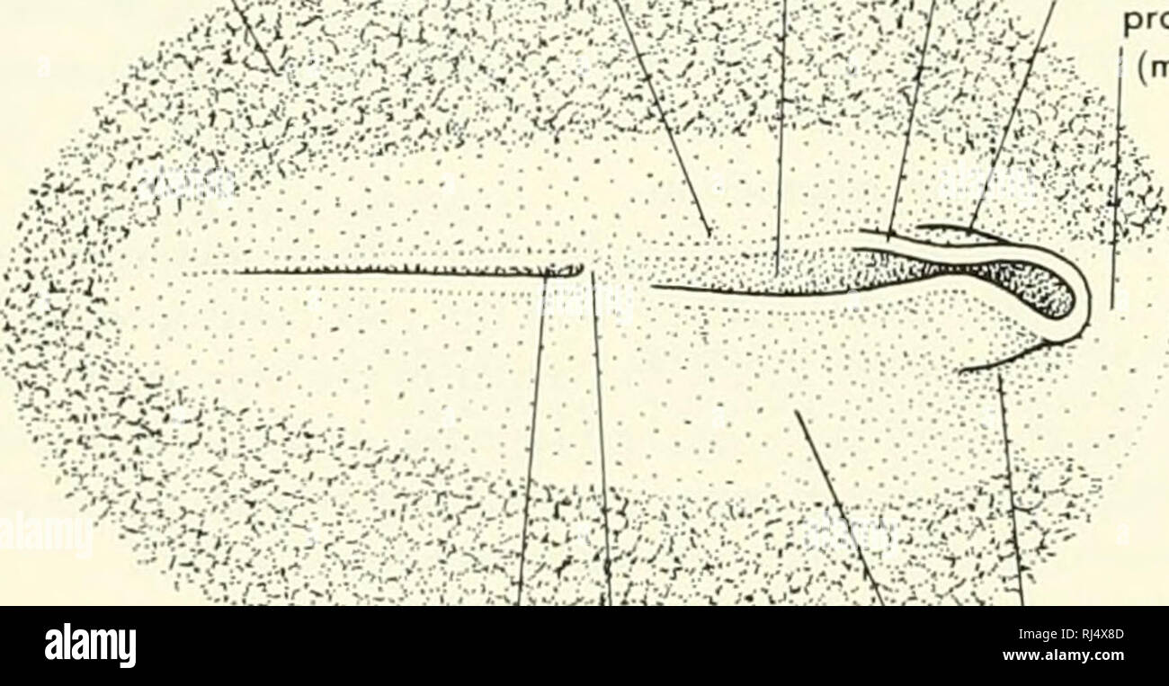 . Stellung der Morphologie. Morphologie (Tiere); Chordata. forwa ...