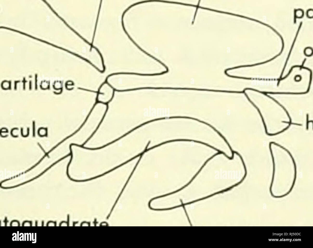 Nervus Trochlearis Stockfotos und -bilder Kaufen - Alamy