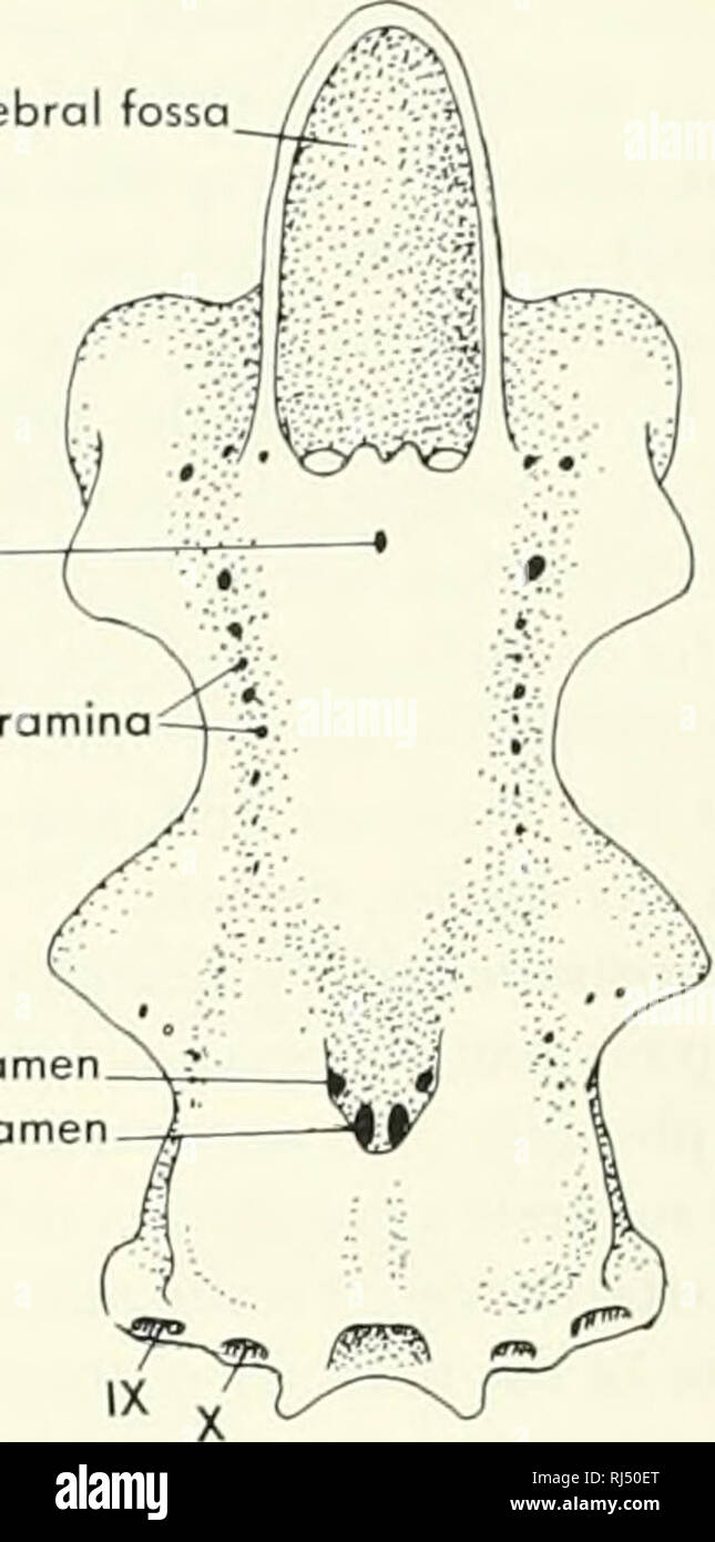 Fossa Pterygoidea Stockfotos und -bilder Kaufen - Alamy