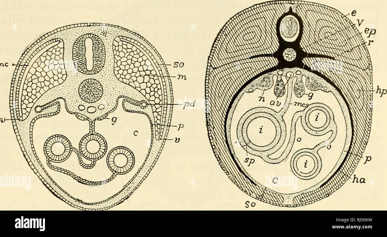 Dermatome, myotome -Fotos und -Bildmaterial in hoher Auflösung – Alamy