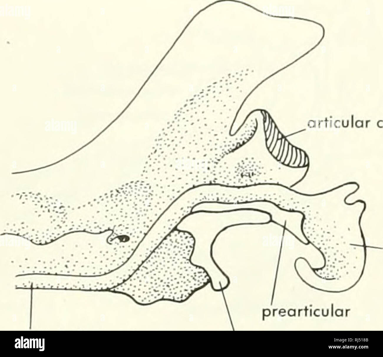 . Stellung der Morphologie. Morphologie (Tiere); Chordata ...