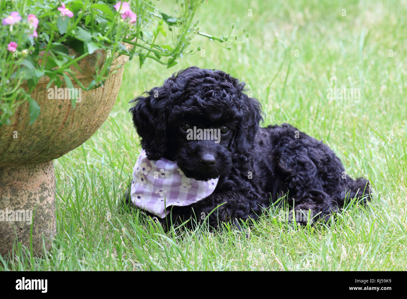 Pudel Hund Stockfotos und -bilder Kaufen - Alamy