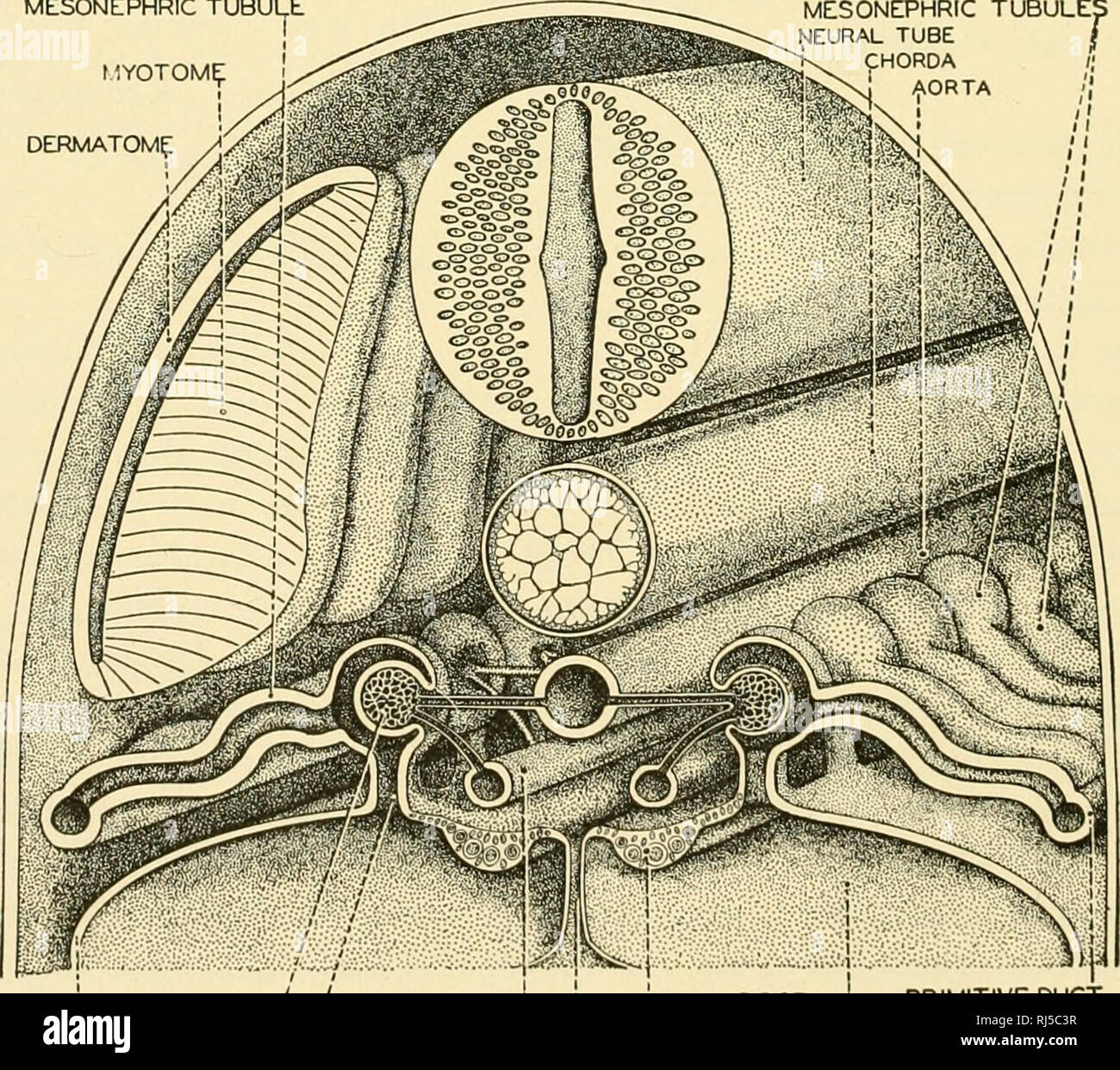 T tubulus -Fotos und -Bildmaterial in hoher Auflösung – Alamy