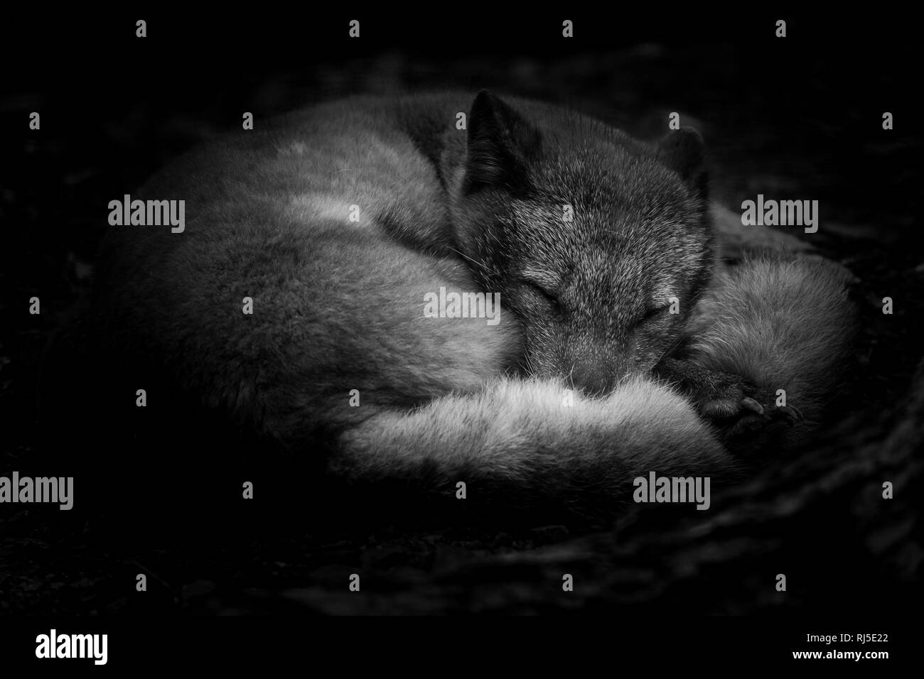 Fuchs pfote tier freigestellt -Fotos und -Bildmaterial in hoher ...