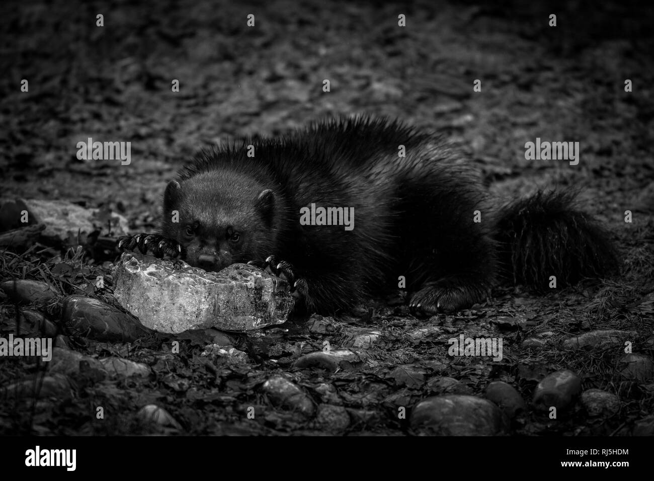 Fuchs pfote tier freigestellt -Fotos und -Bildmaterial in hoher ...