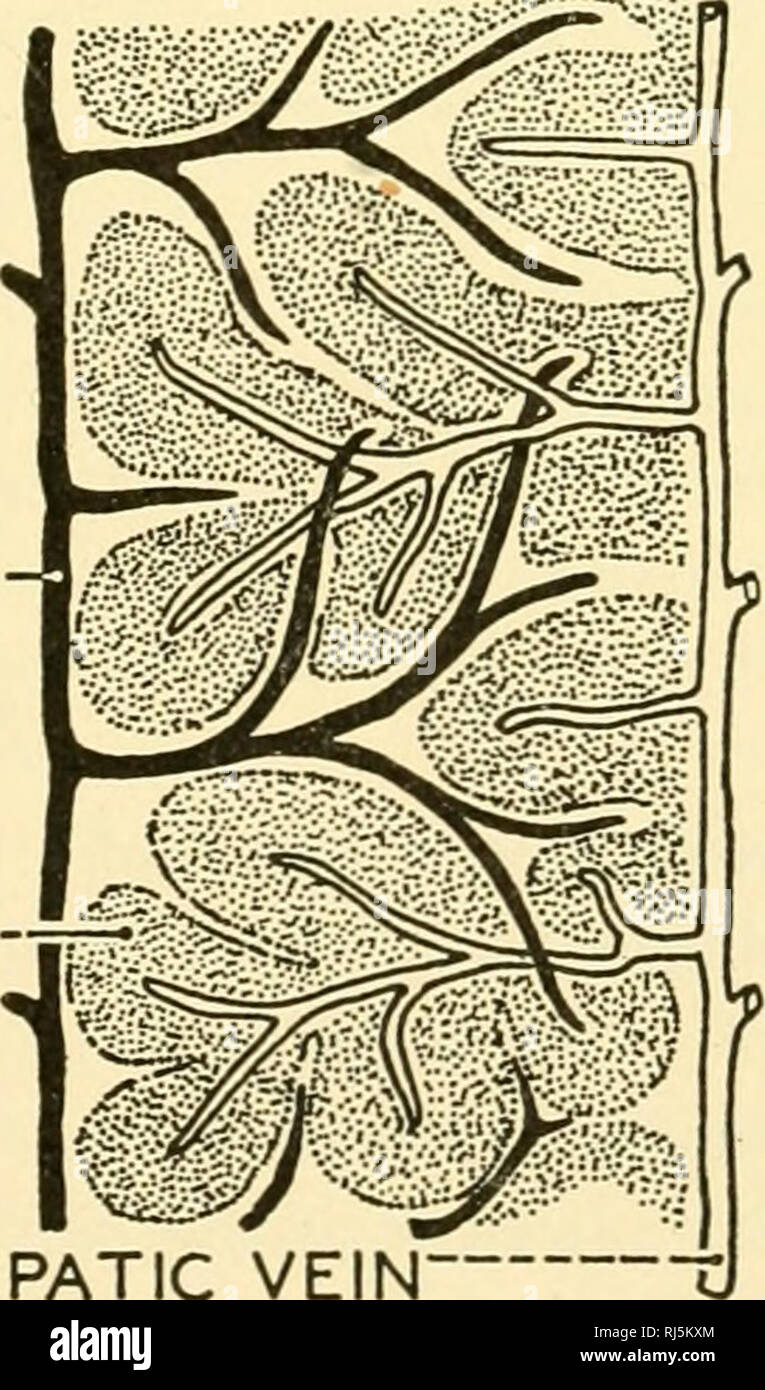 . Stellung Anatomie. Chordata; Anatomie, Vergleichende. LOBULE ...