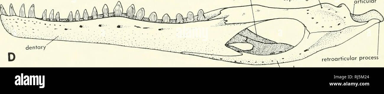 Foramen jugulare -Fotos und -Bildmaterial in hoher Auflösung – Alamy