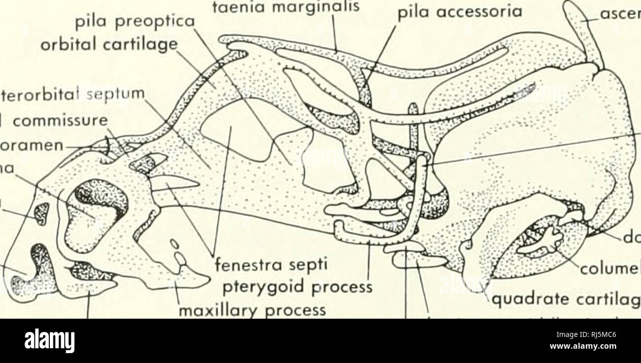 Fossa Pterygoidea Stockfotos und -bilder Kaufen - Alamy