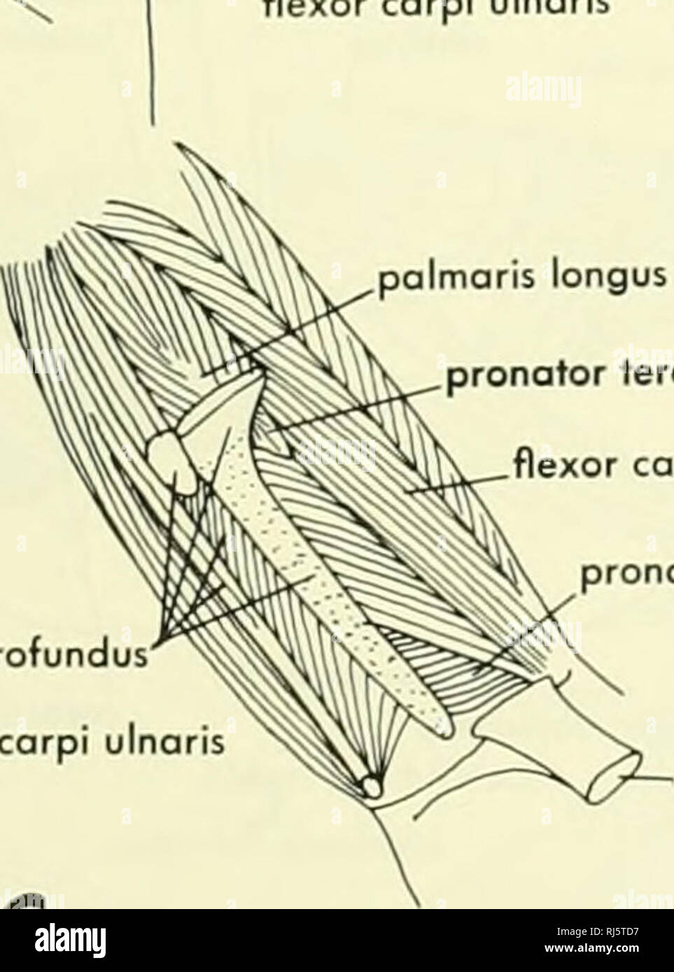 . Stellung der Morphologie. Morphologie (Tiere); Chordata ...