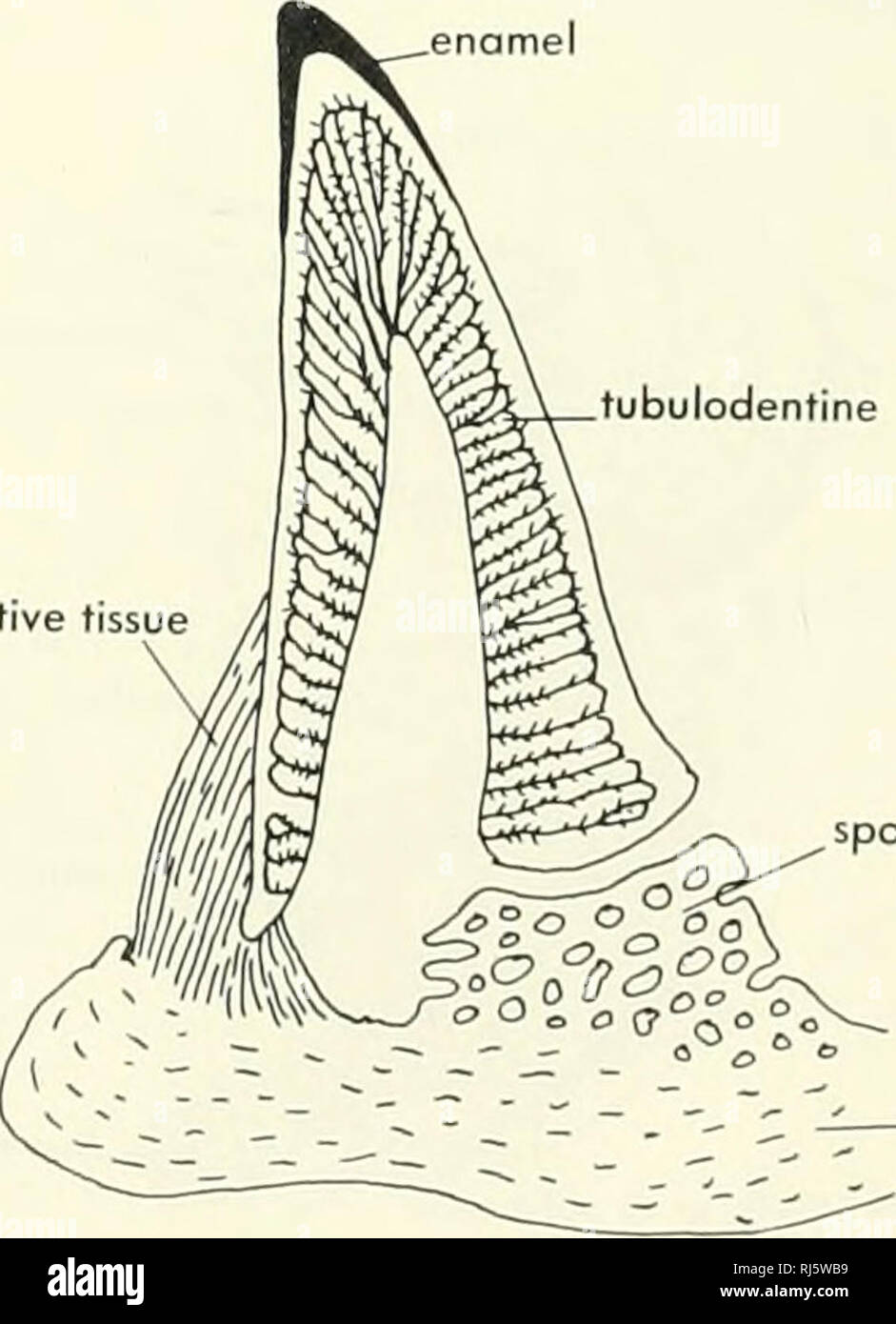 . Stellung der Morphologie. Morphologie (Tiere); Chordata. ment in ...