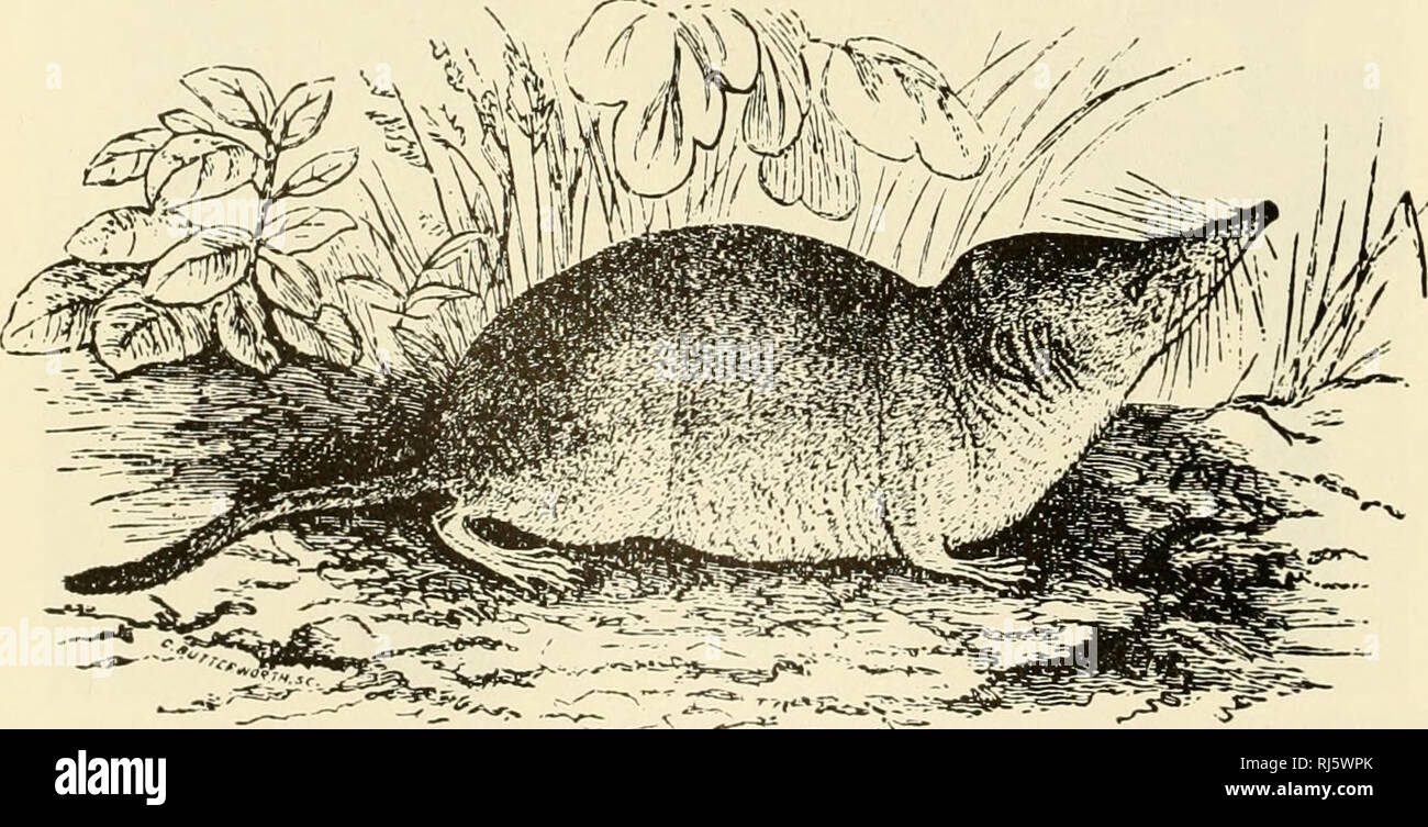 . Die chordates. Chordata. 736 Vergleichende Morphologie der Chordates ...