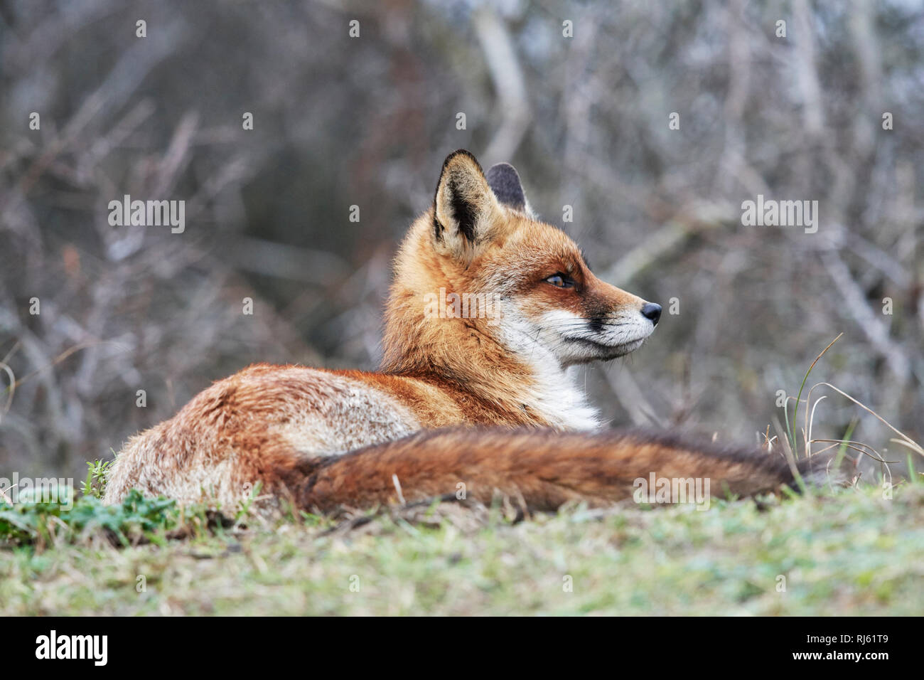 Fuchs Schlafender Schlafender Fuchs Stockfotos und -bilder Kaufen - Alamy