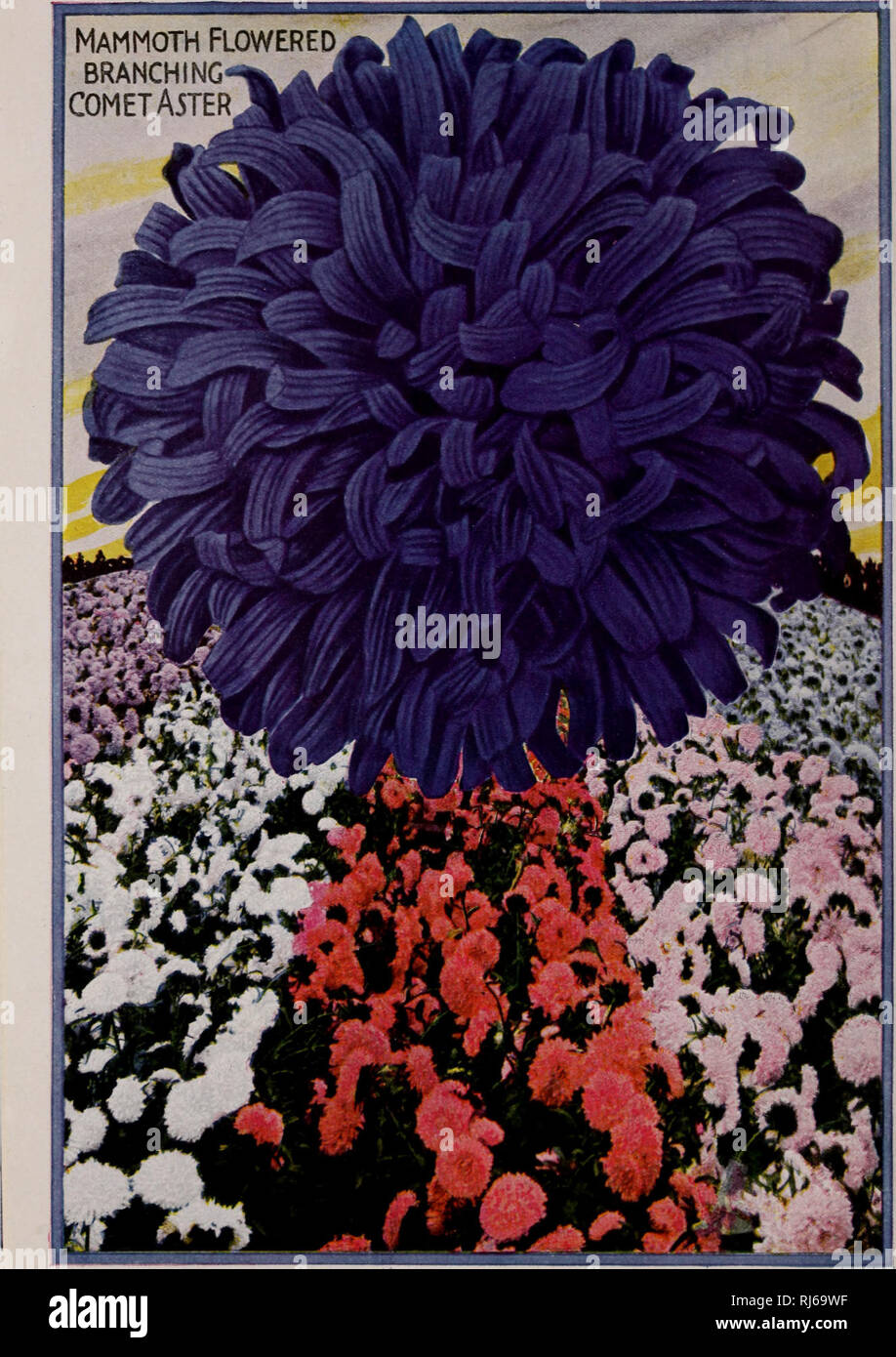 . Childs' Samen, Zwiebeln, Pflanzen, die Bitte zu erfüllen ...