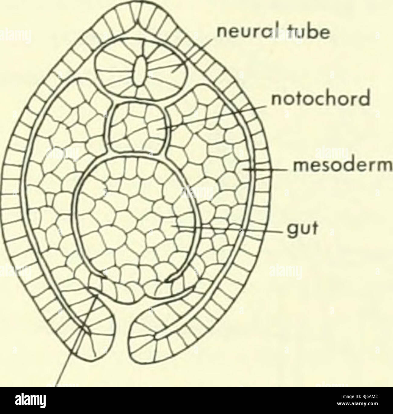 . Stellung der Morphologie. Morphologie (Tiere); Chordata. dermatome ...