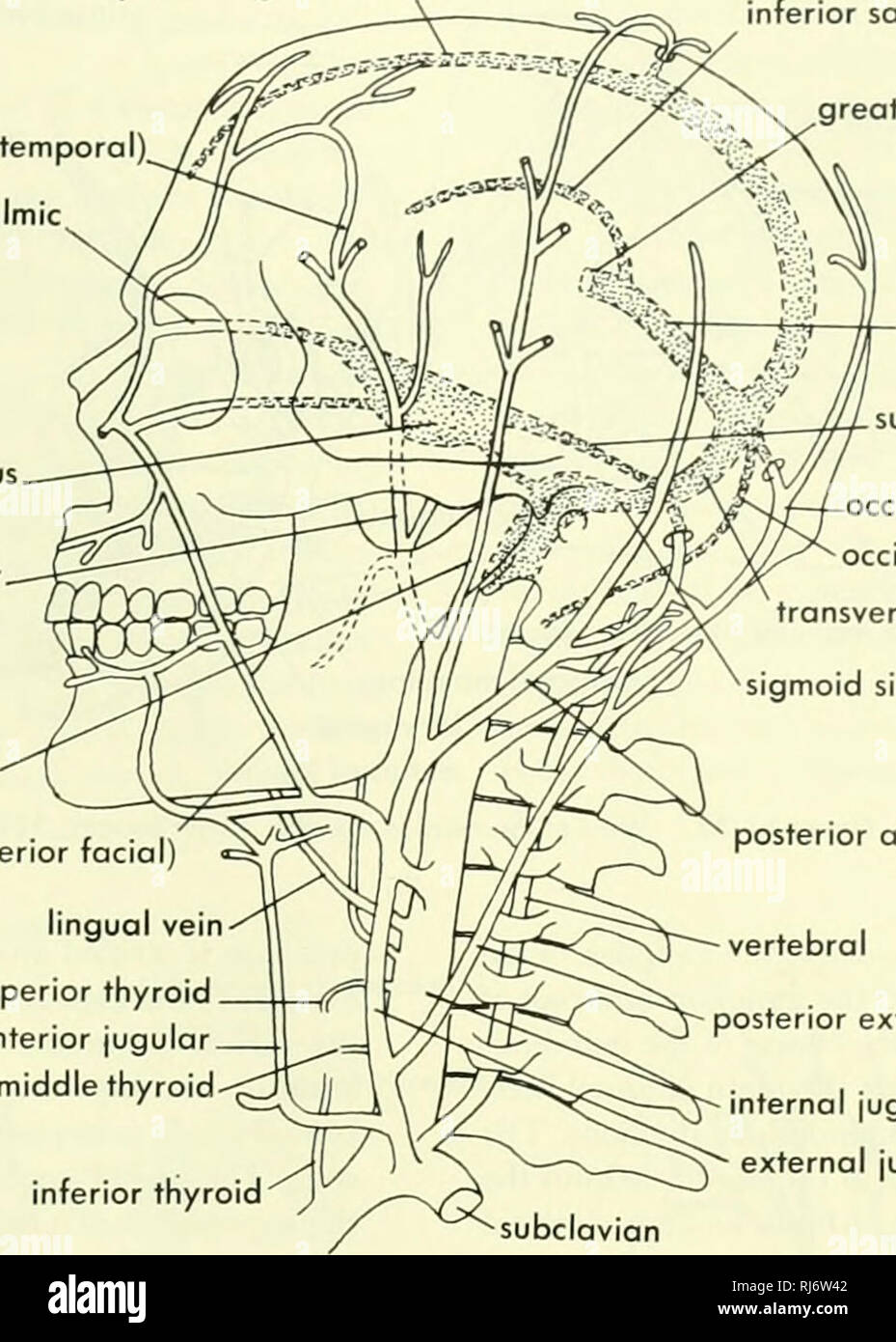 Superior sagittal sinus -Fotos und -Bildmaterial in hoher Auflösung – Alamy