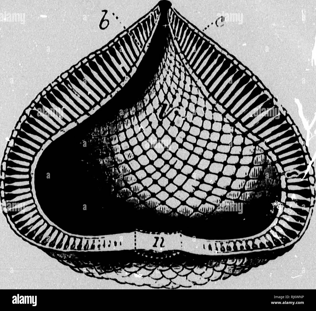 . Die Kette des Lebens in der geologischen Zeit [microform]: Eine ...