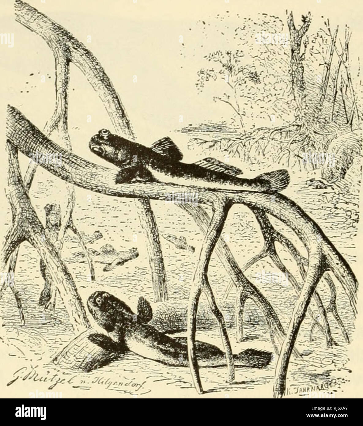 . Die chordates. Chordata. !! () () Vergleichende Morphologie der ...