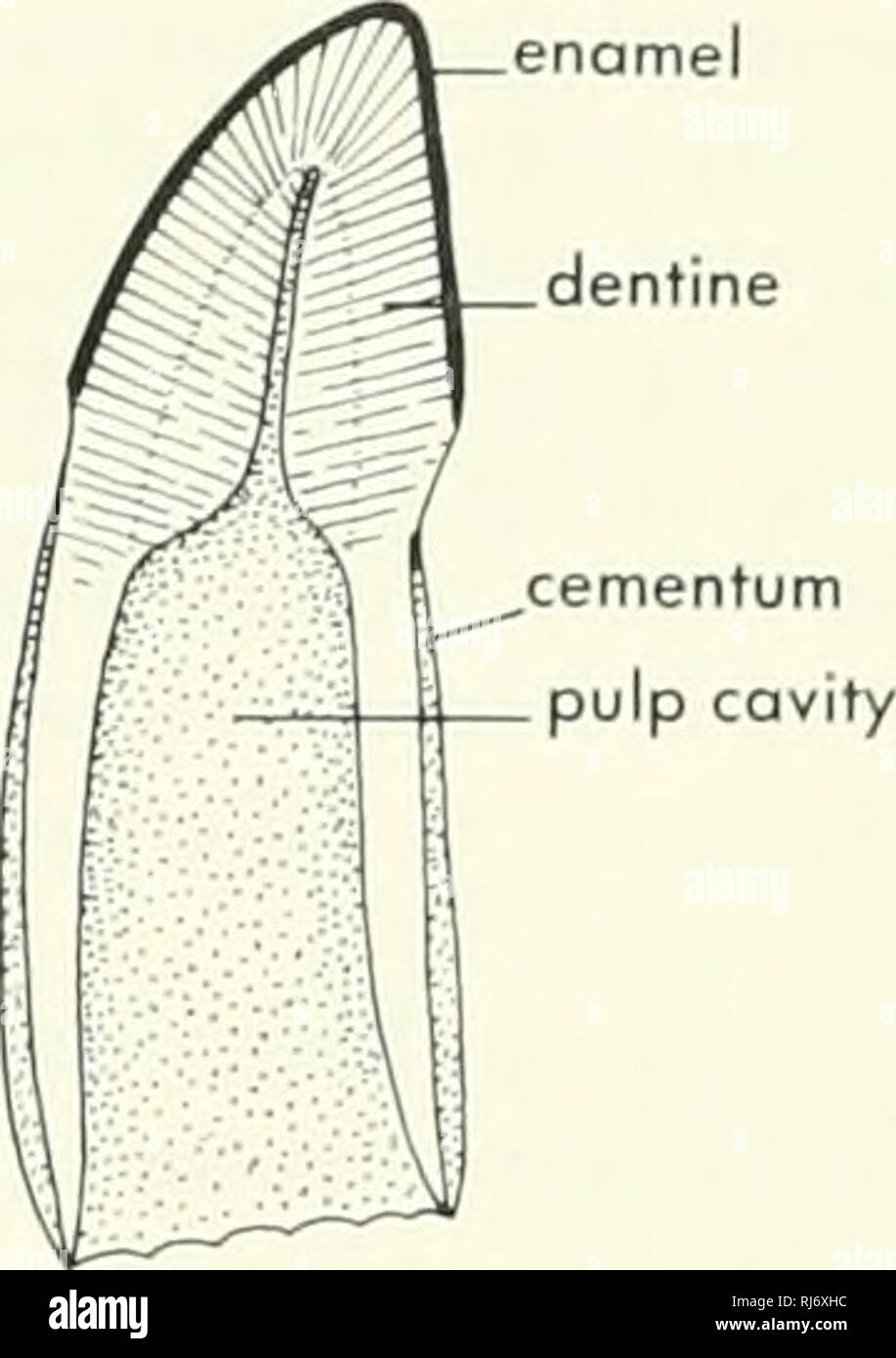 . Stellung der Morphologie. Morphologie (Tiere); Chordata. A B ...