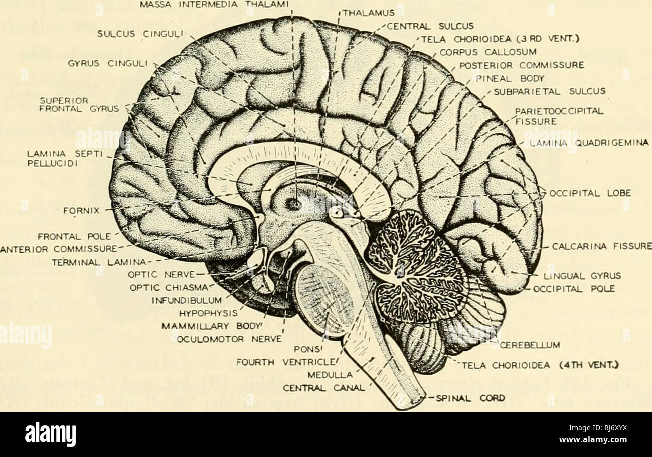 . Die chordates. Chordata. Abb. 522. Sagittalschnitt des Gehirns ein ...